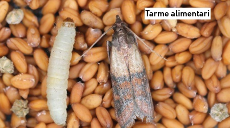 Cosa sono le tarme e come eliminarle: i nostri consigli