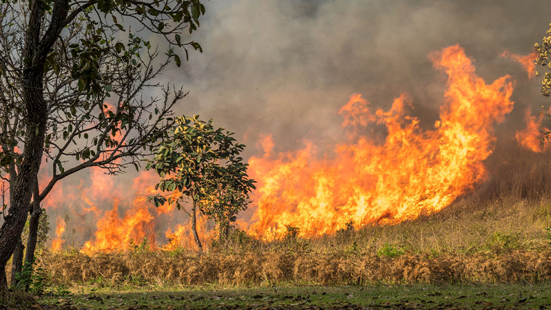 Emergenza incendi: a chi rivolgersi e come tutelarsi